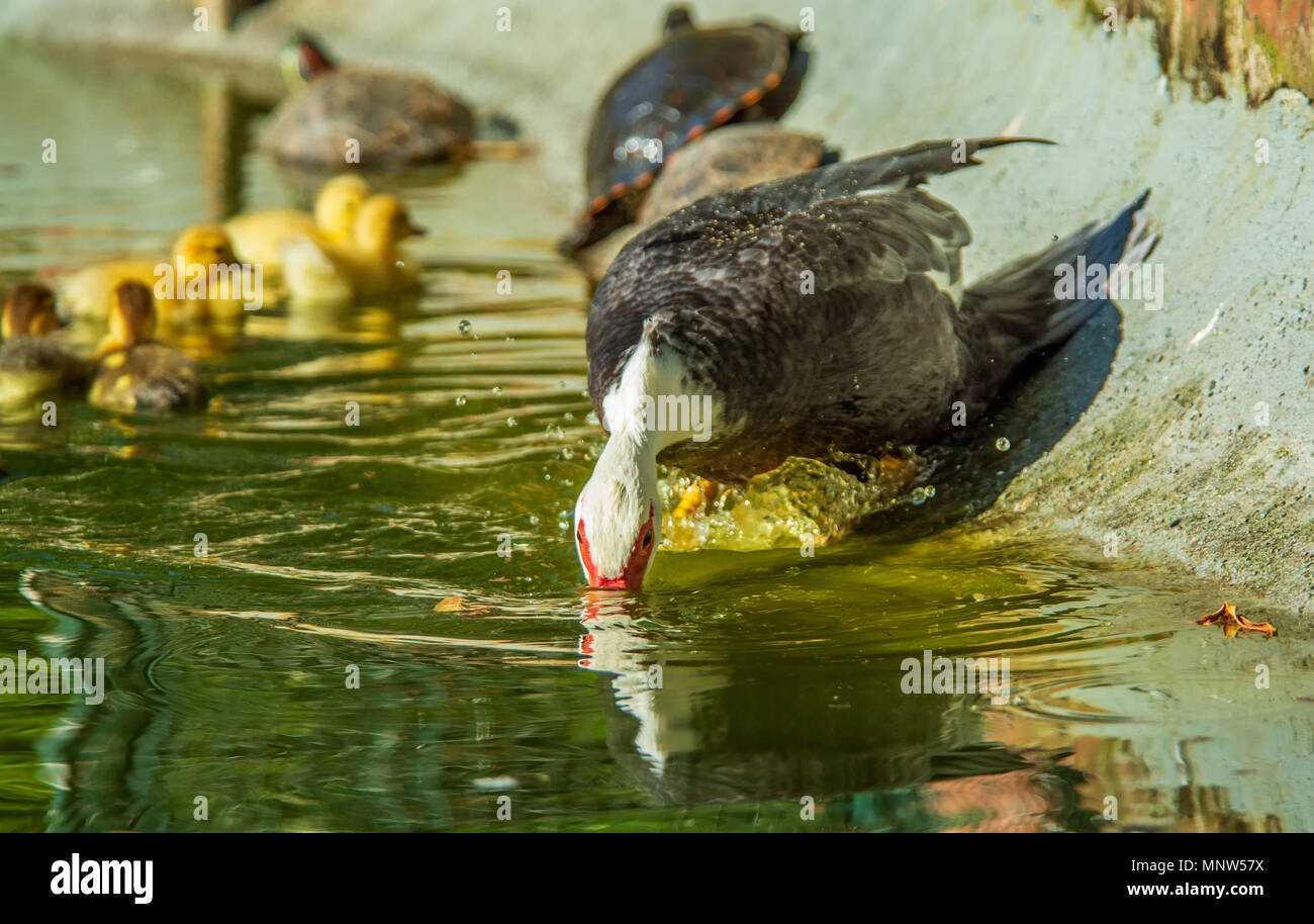 Cute baby turtle mother hi-res stock photography and images - Alamy