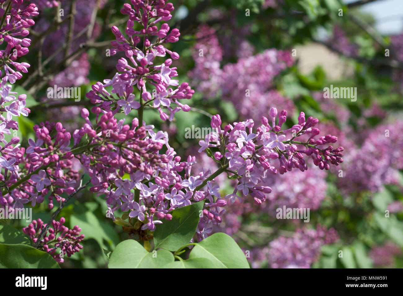 Syringa persica persian lilac hi-res stock photography and images - Alamy