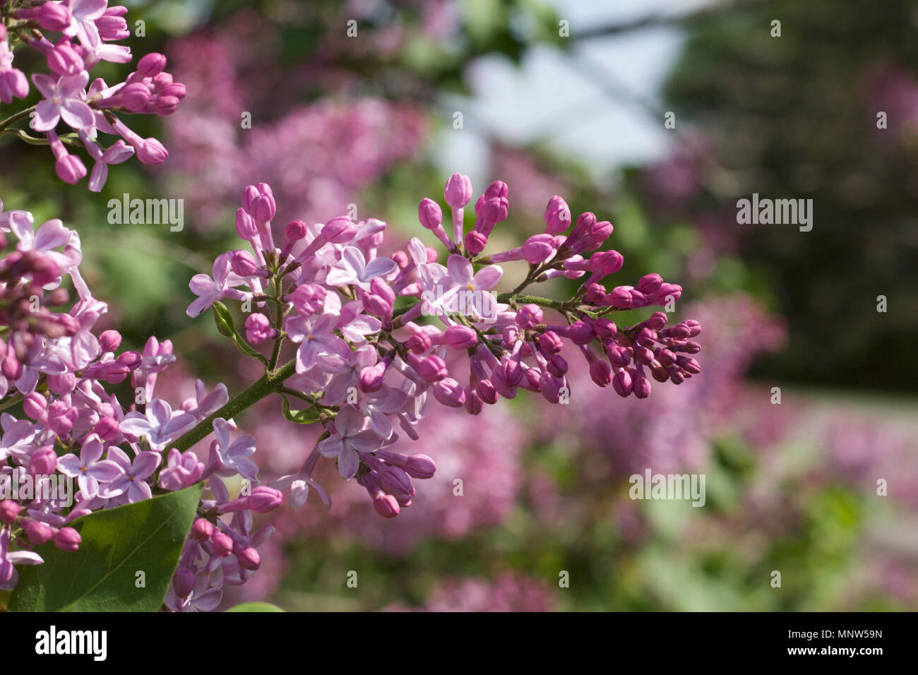 Syringa persica persian lilac hi-res stock photography and images - Alamy
