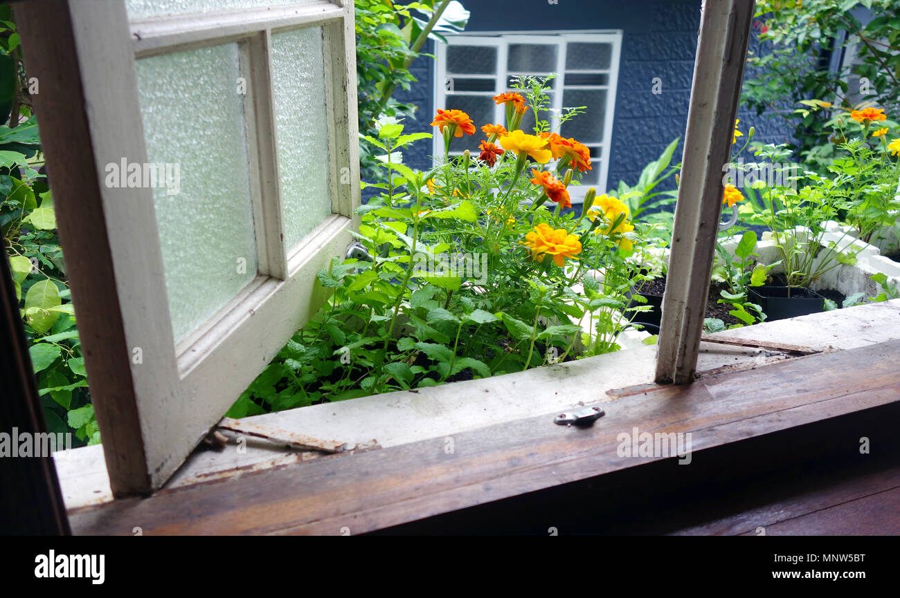 Rustic kitchen herb windowbox with mint, marigolds and coriander Stock ...