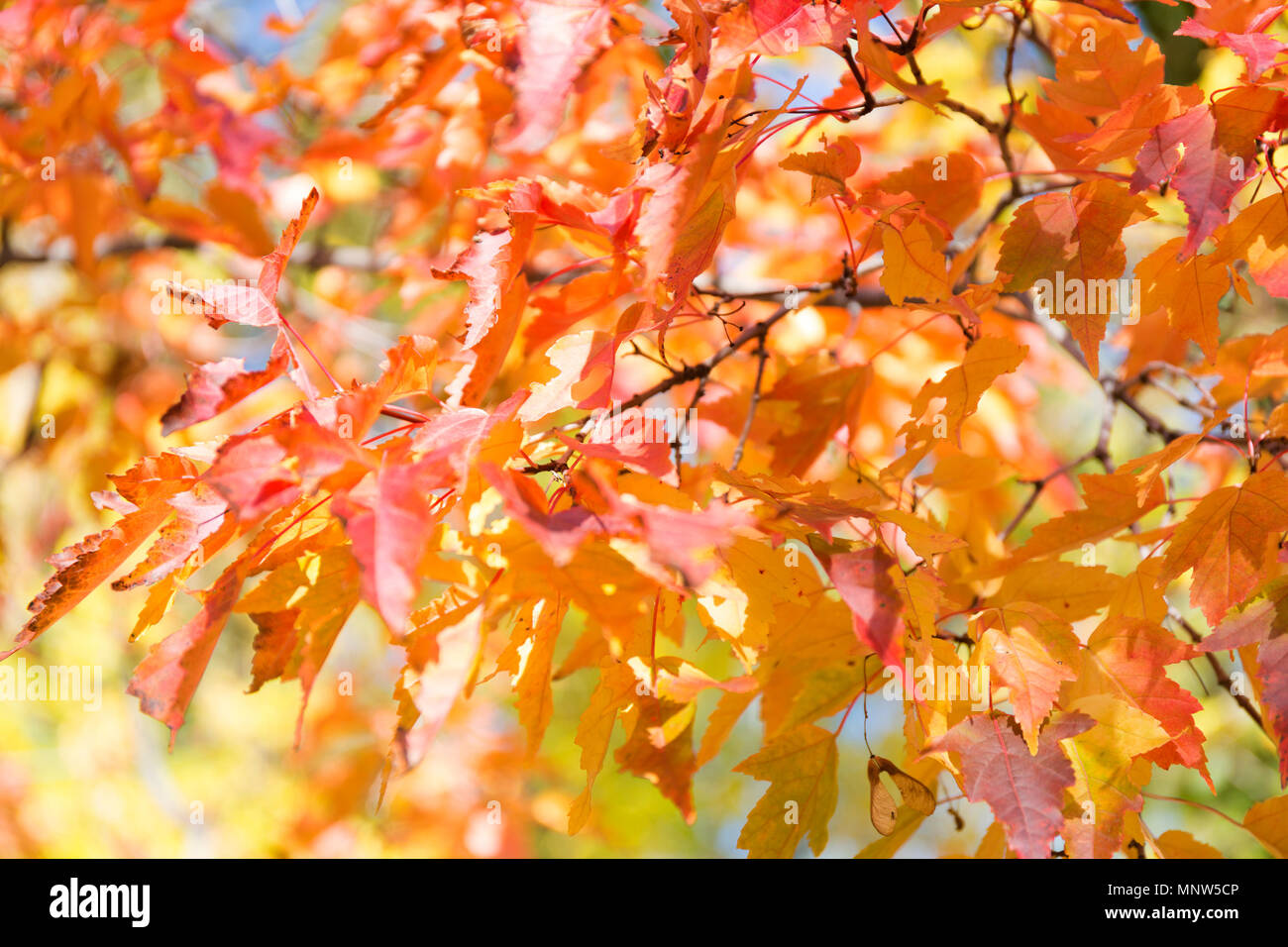 Leaves season backdrop background hi-res stock photography and images ...