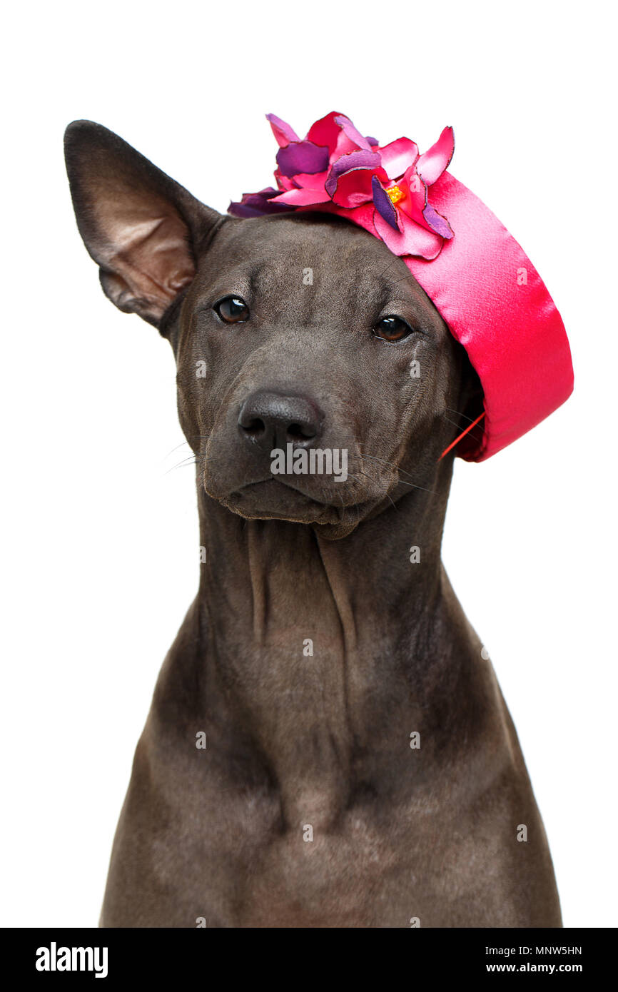Sitting thai ridgeback dog hi-res stock photography and images - Alamy
