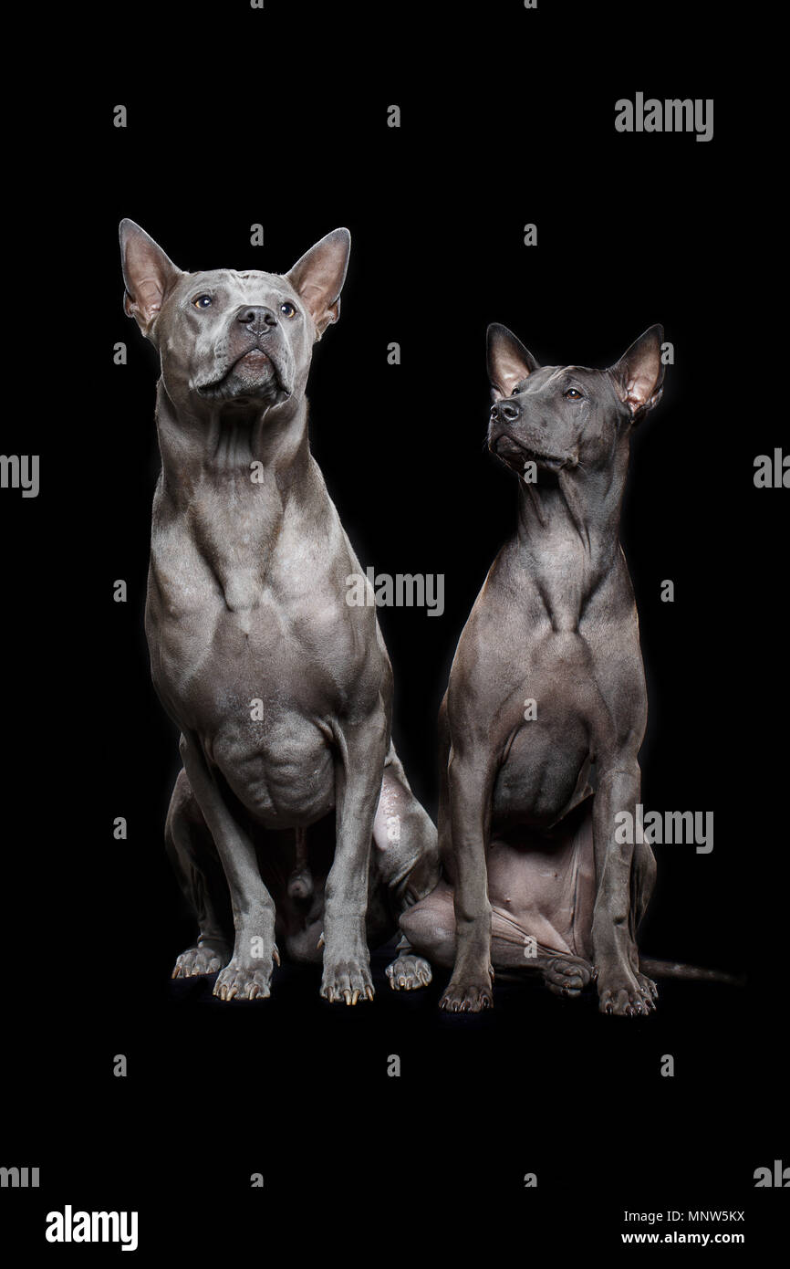 beautiful thai ridgeback dogs Stock Photo - Alamy