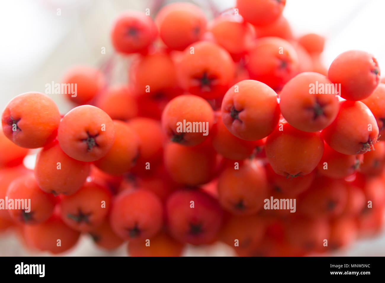 Macro autumn rowanberry clusters on blur background Stock Photo - Alamy