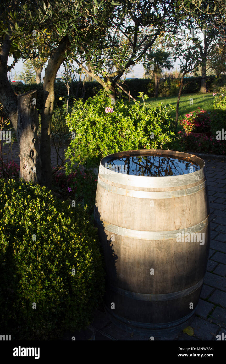 Vintage barrel with rain water. Stands in the shade of tall trees in ...