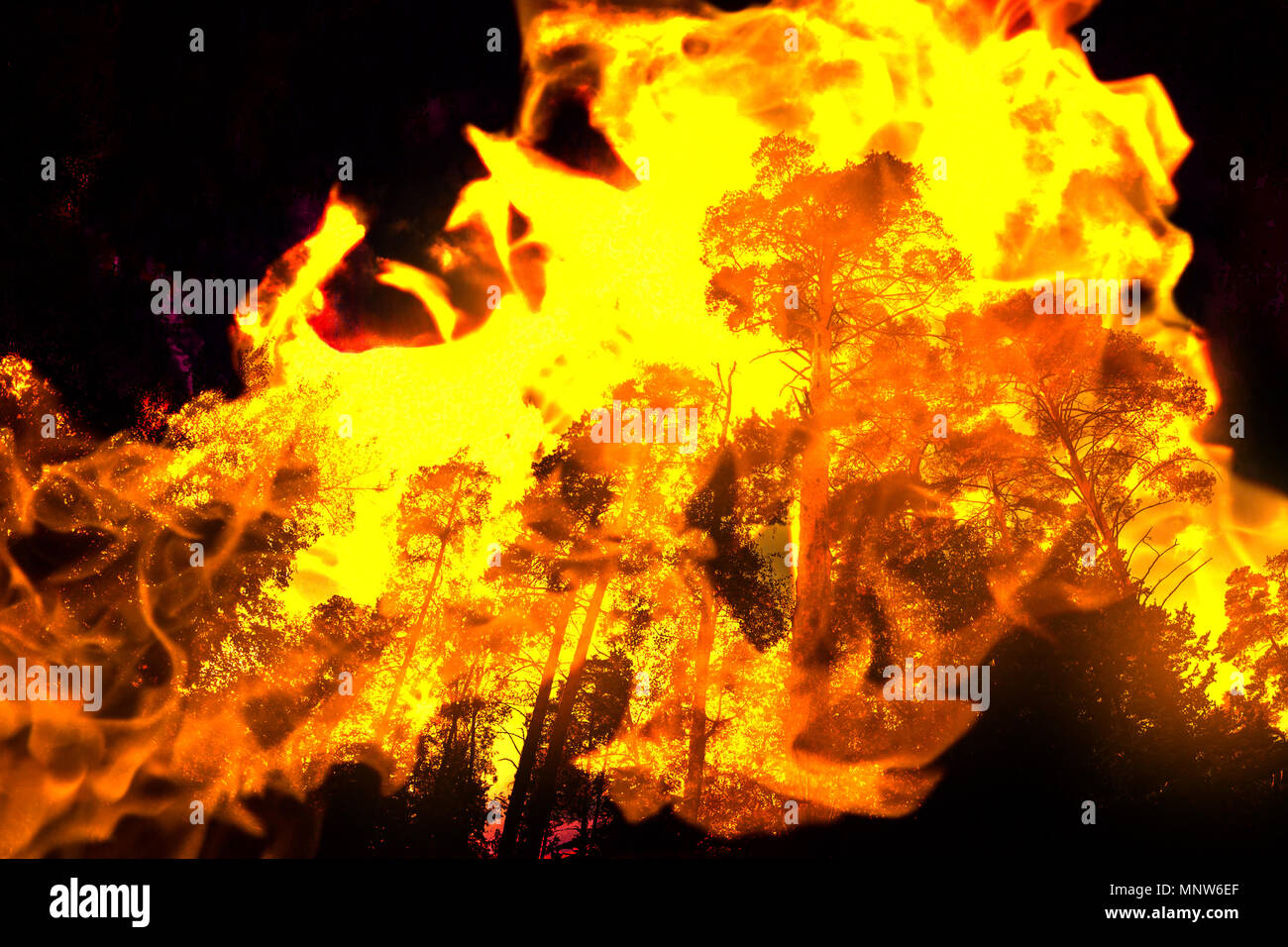 forest in fire. double exposure. nature is in danger Stock Photo - Alamy