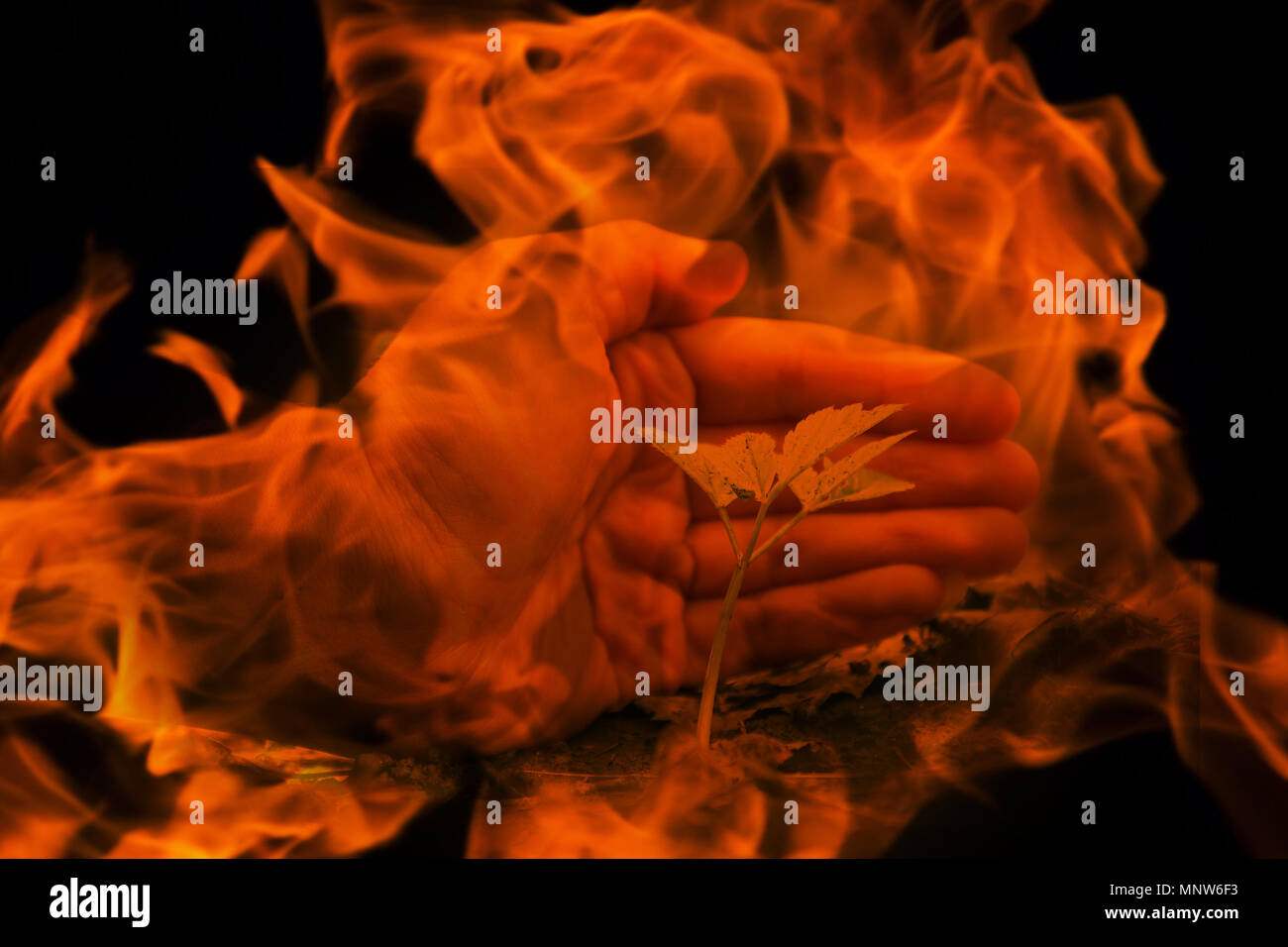 double exposure green sprout and fire. nature in danger Stock Photo - Alamy