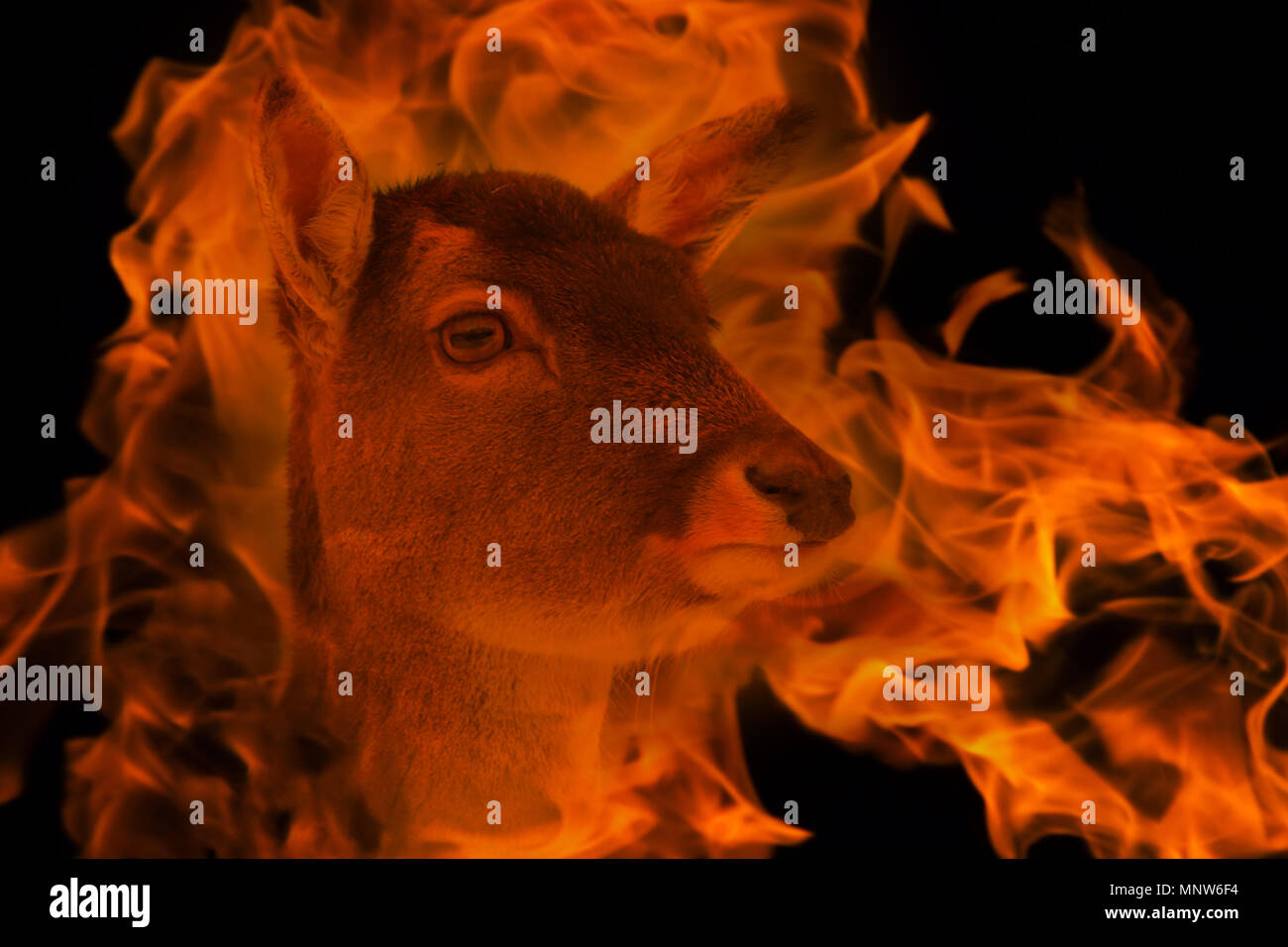 antelope in the fire double exposure. nature in danger concept Stock ...