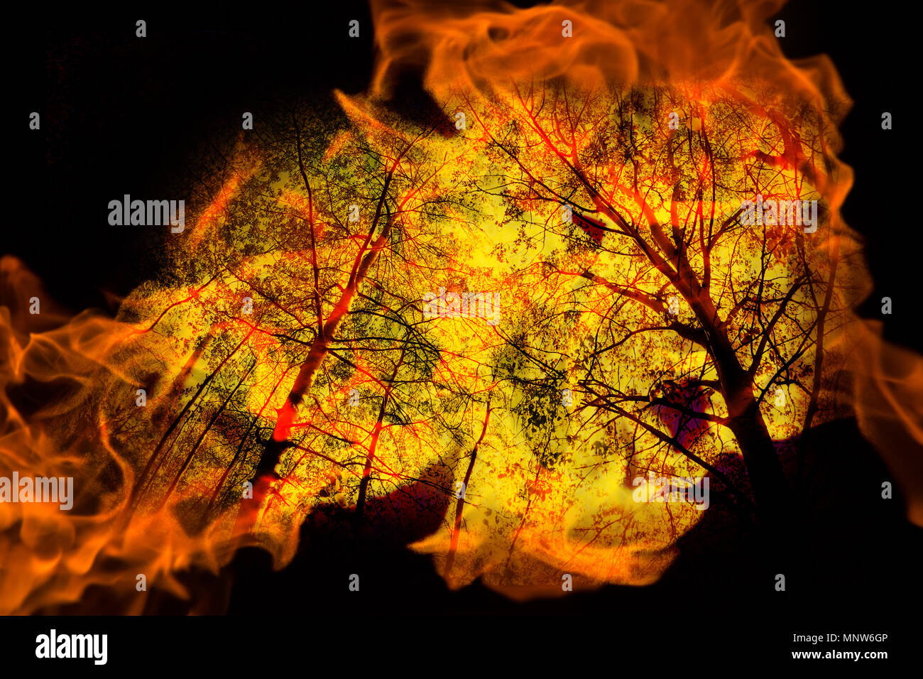 forest in fire. double exposure. nature is in danger Stock Photo - Alamy