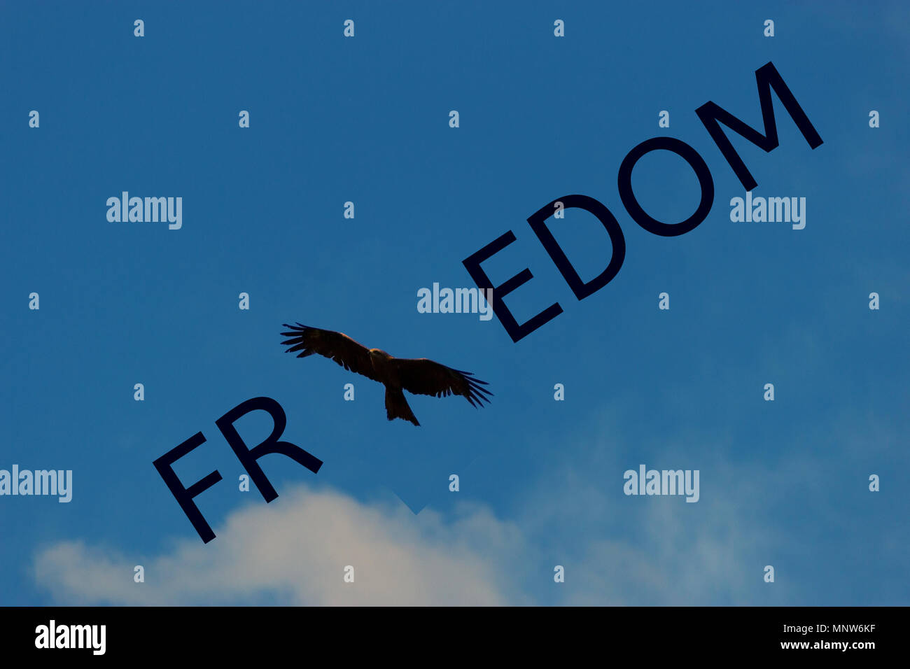 Bald eagle in flight . freedom text. freedom concept Stock Photo - Alamy