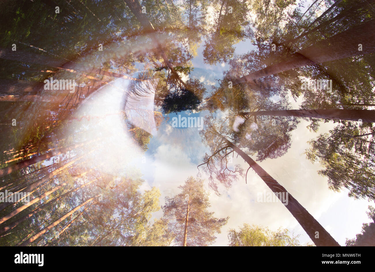 Double exposure of an eye with pine tree forest Stock Photo - Alamy