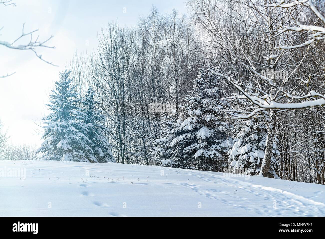coniferous trees in winter Stock Photo - Alamy
