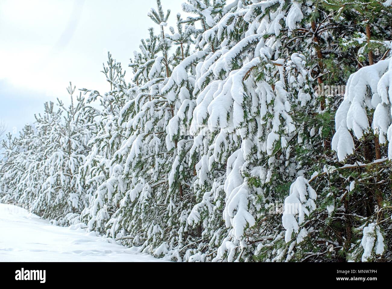 coniferous trees in winter Stock Photo - Alamy