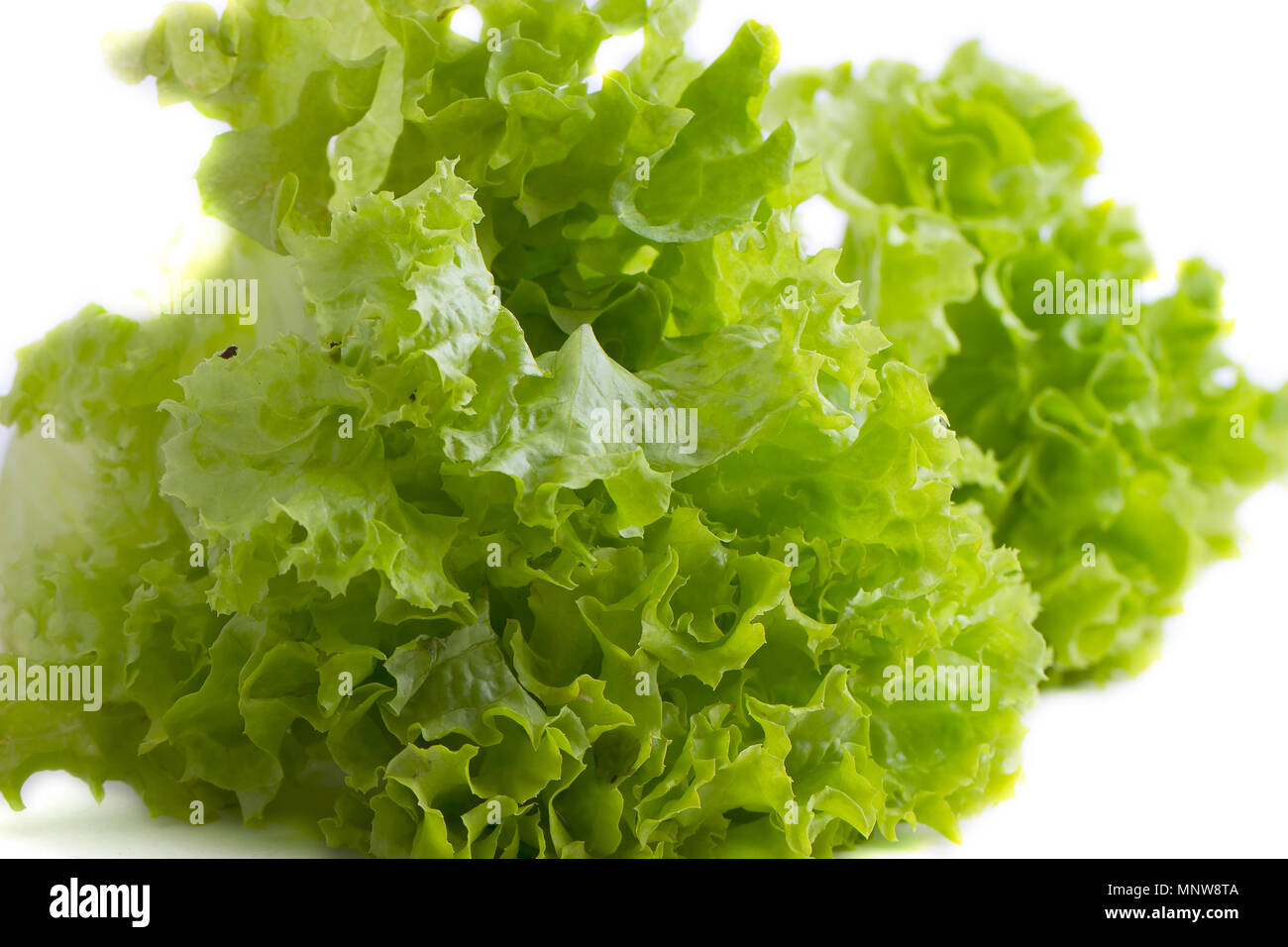 Fresh green lettuce Stock Photo - Alamy