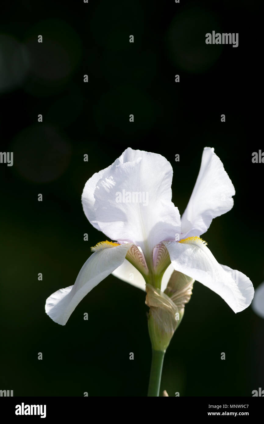 White iris flower hi-res stock photography and images - Alamy