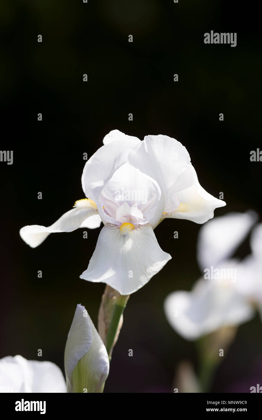 White iris hi-res stock photography and images - Alamy