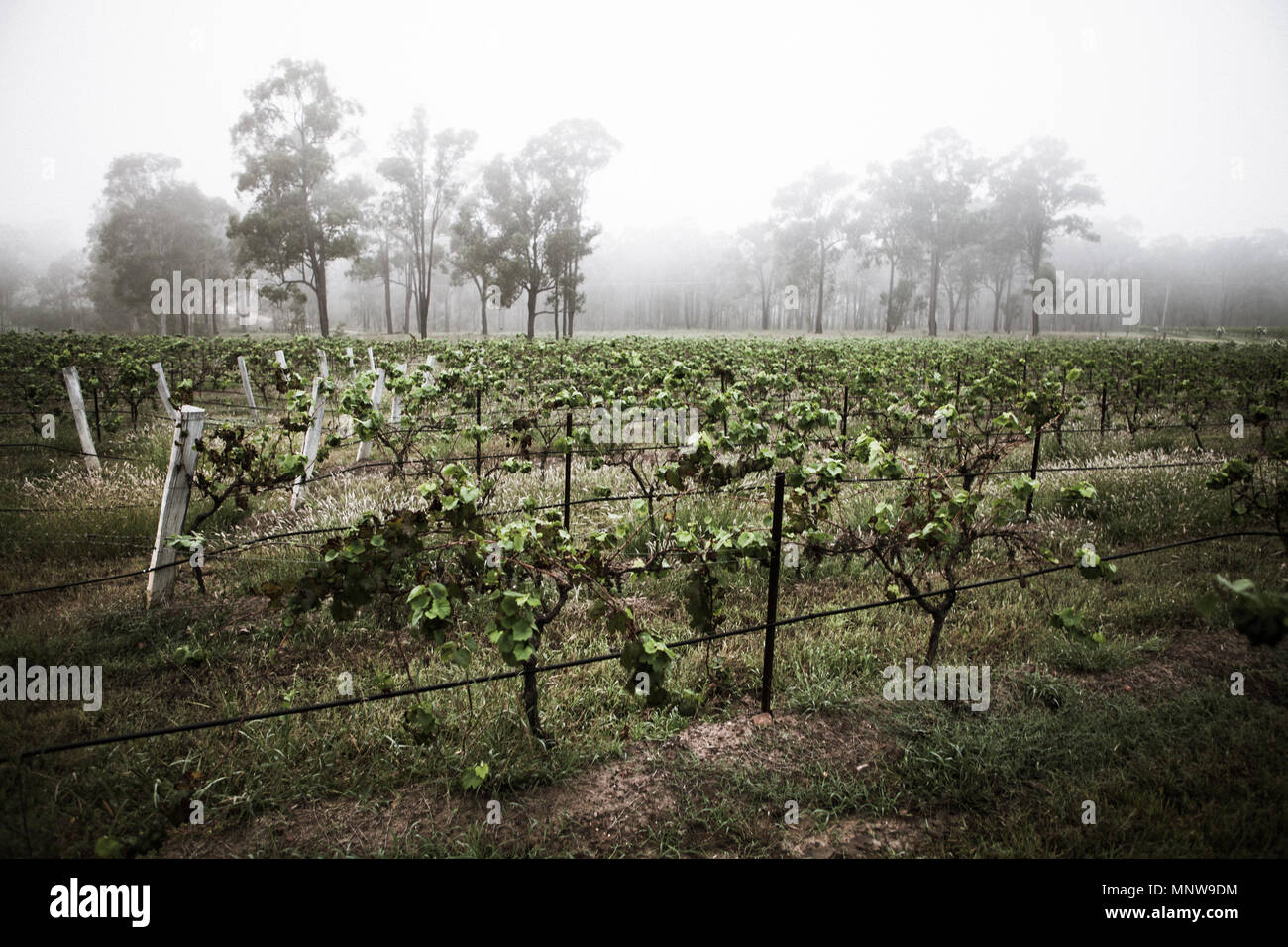 Hunter Valley, NSW, Australia Stock Photo - Alamy