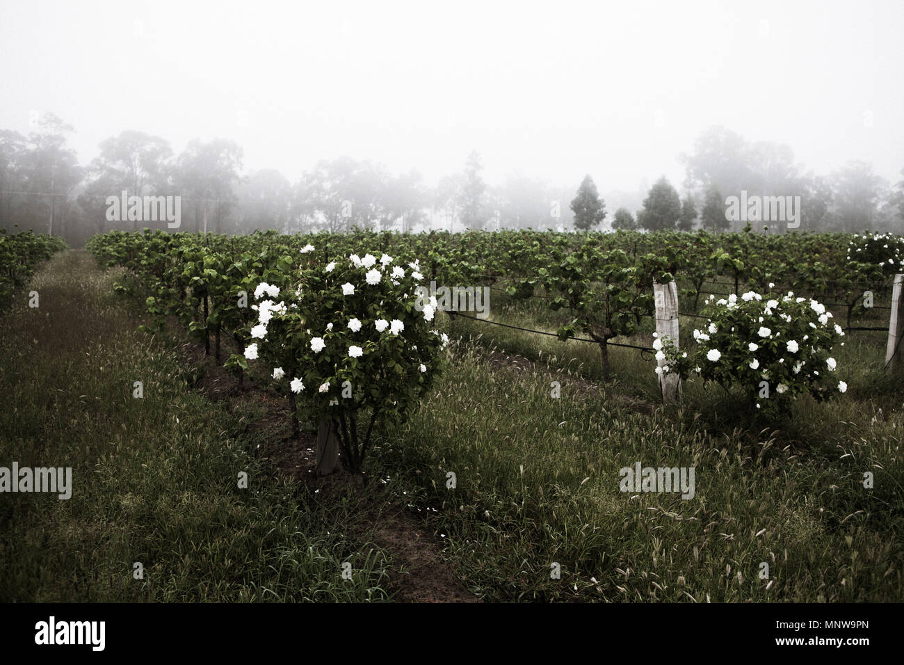 Hunter Valley, NSW, Australia Stock Photo - Alamy