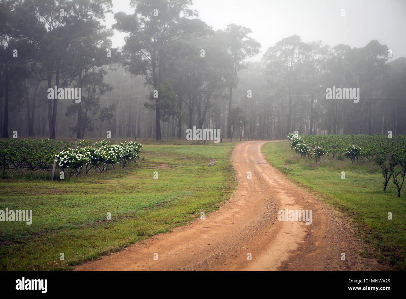 Hunter Valley, NSW, Australia Stock Photo - Alamy