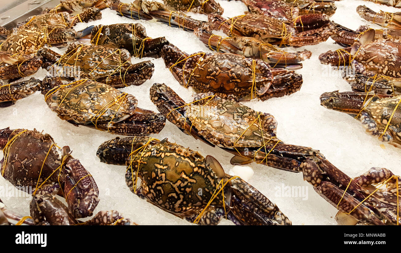 Cartoon crab shell hi-res stock photography and images - Alamy