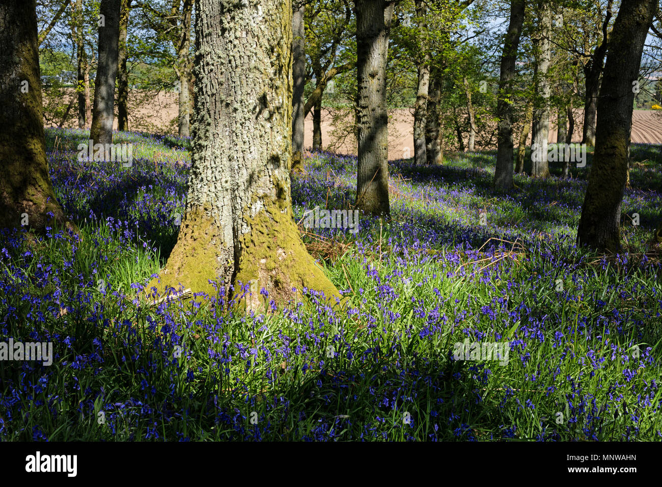 Wood woodland bluebell bluebells scotland may spring hi-res stock ...