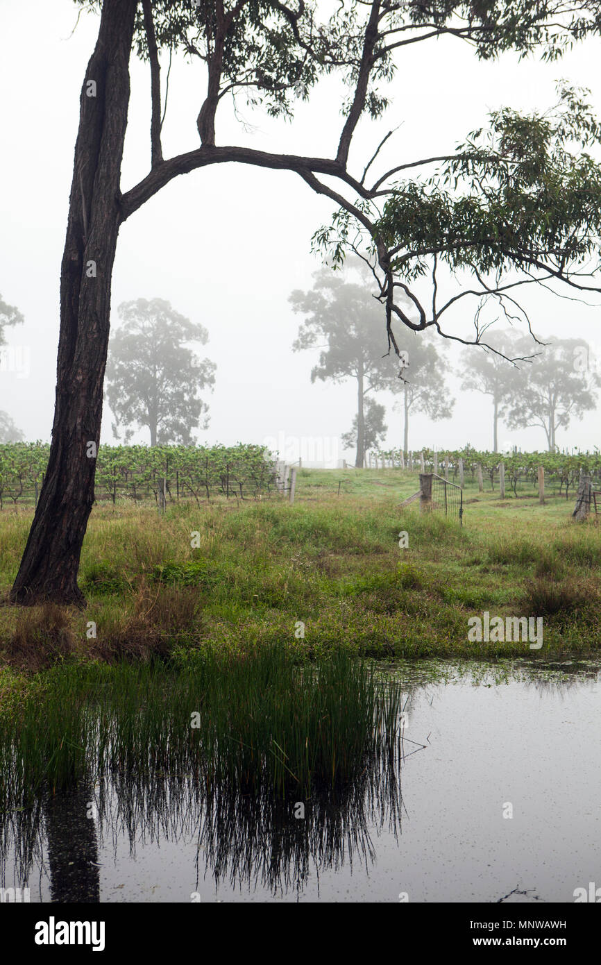 Hunter Valley, NSW, Australia Stock Photo - Alamy
