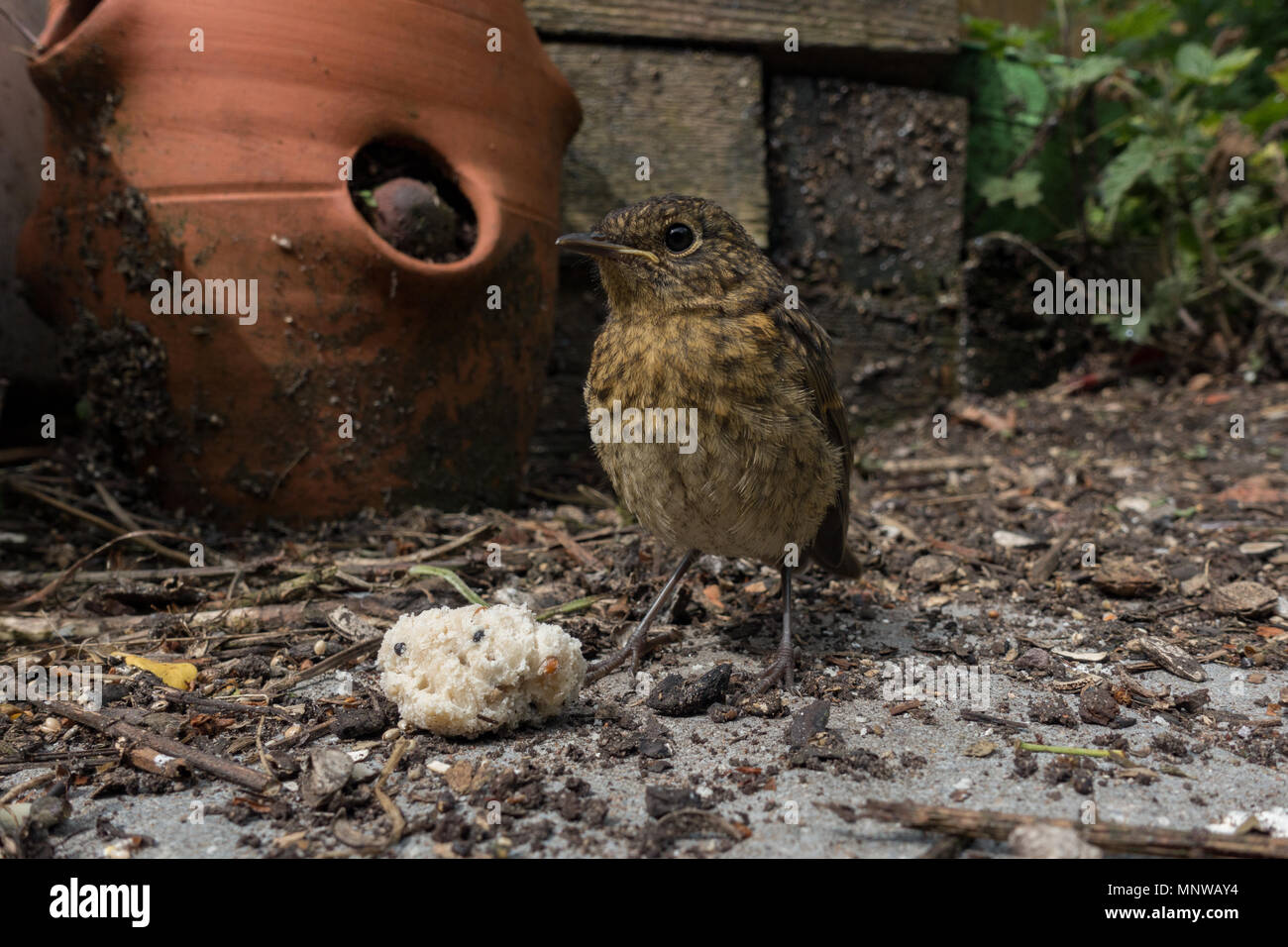 Uk britain bird garden fledgling hi-res stock photography and images ...