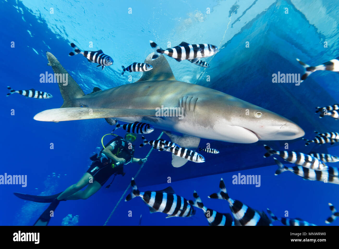 oceanic whitetip shark, Carcharhinus longimanus, with pilot fish ...