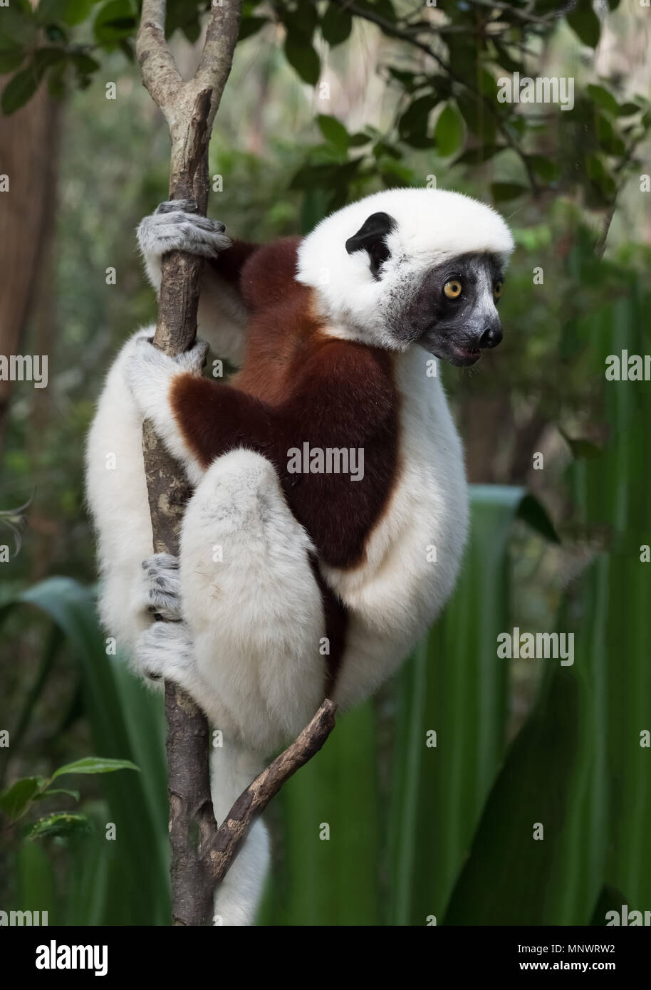Sifaka, a large lemur which jumps from tree to tree in an upright ...