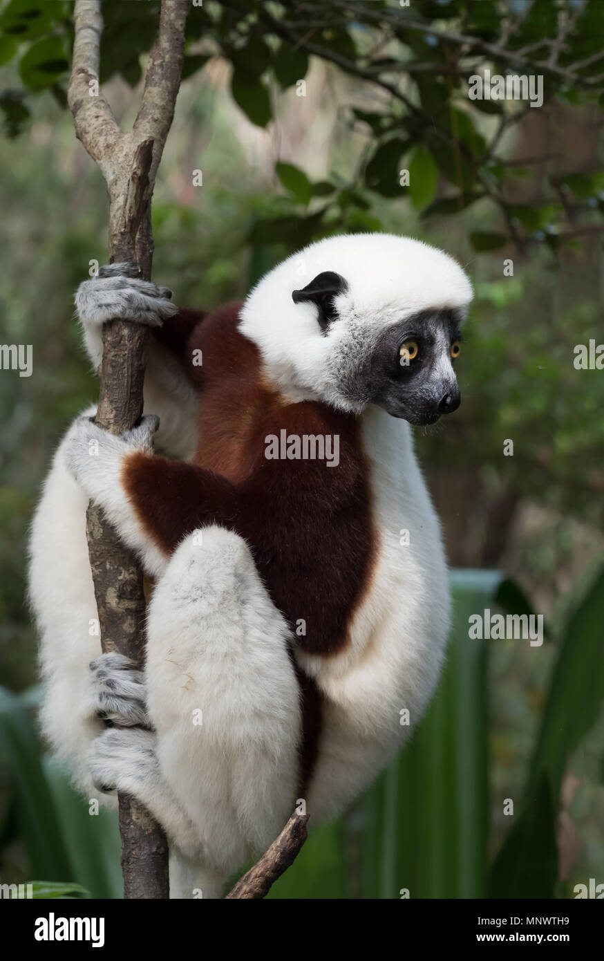 Sifaka, a large lemur which jumps from tree to tree in an upright ...