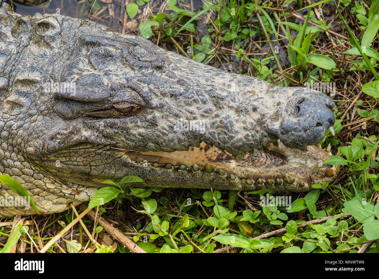 Nile crocodile in a pond in the primeval forests of the Andasibe ...