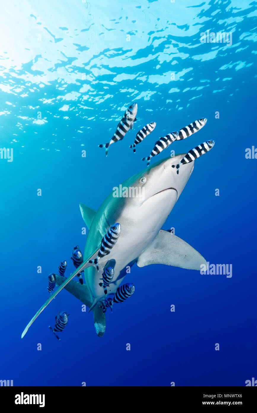 oceanic whitetip shark, Carcharhinus longimanus, with pilot fish ...