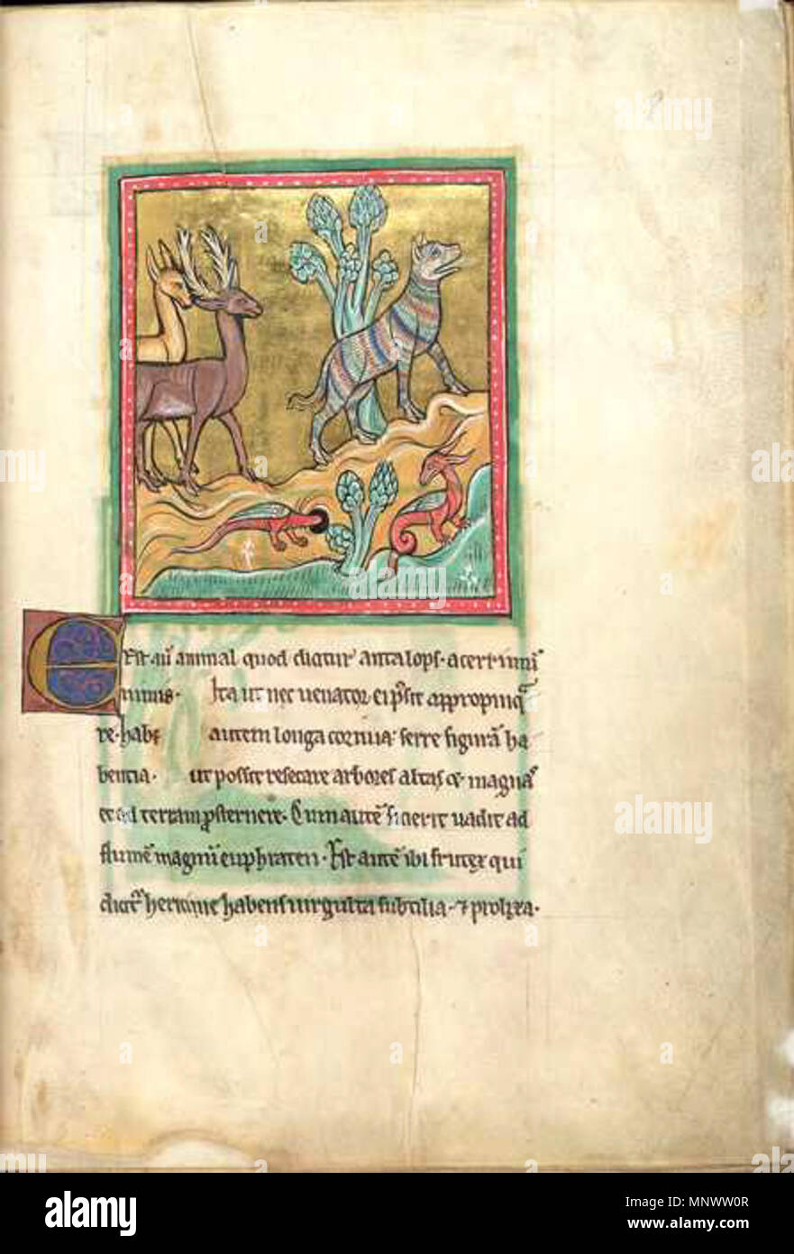 Medieval bestiary lion hi-res stock photography and images - Alamy