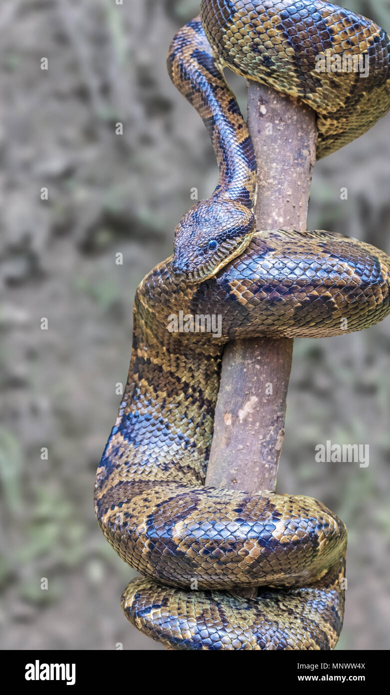 Madagascar python hi-res stock photography and images - Alamy