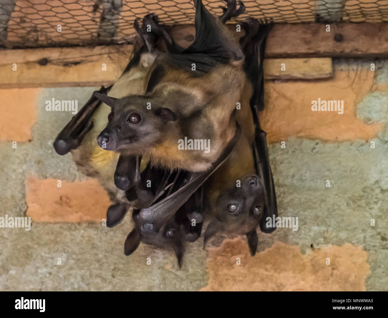 Madagascar flying fruit bat hi-res stock photography and images - Alamy