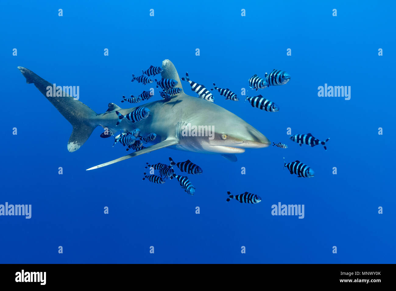 Mutualism Shark And Pilot Fish