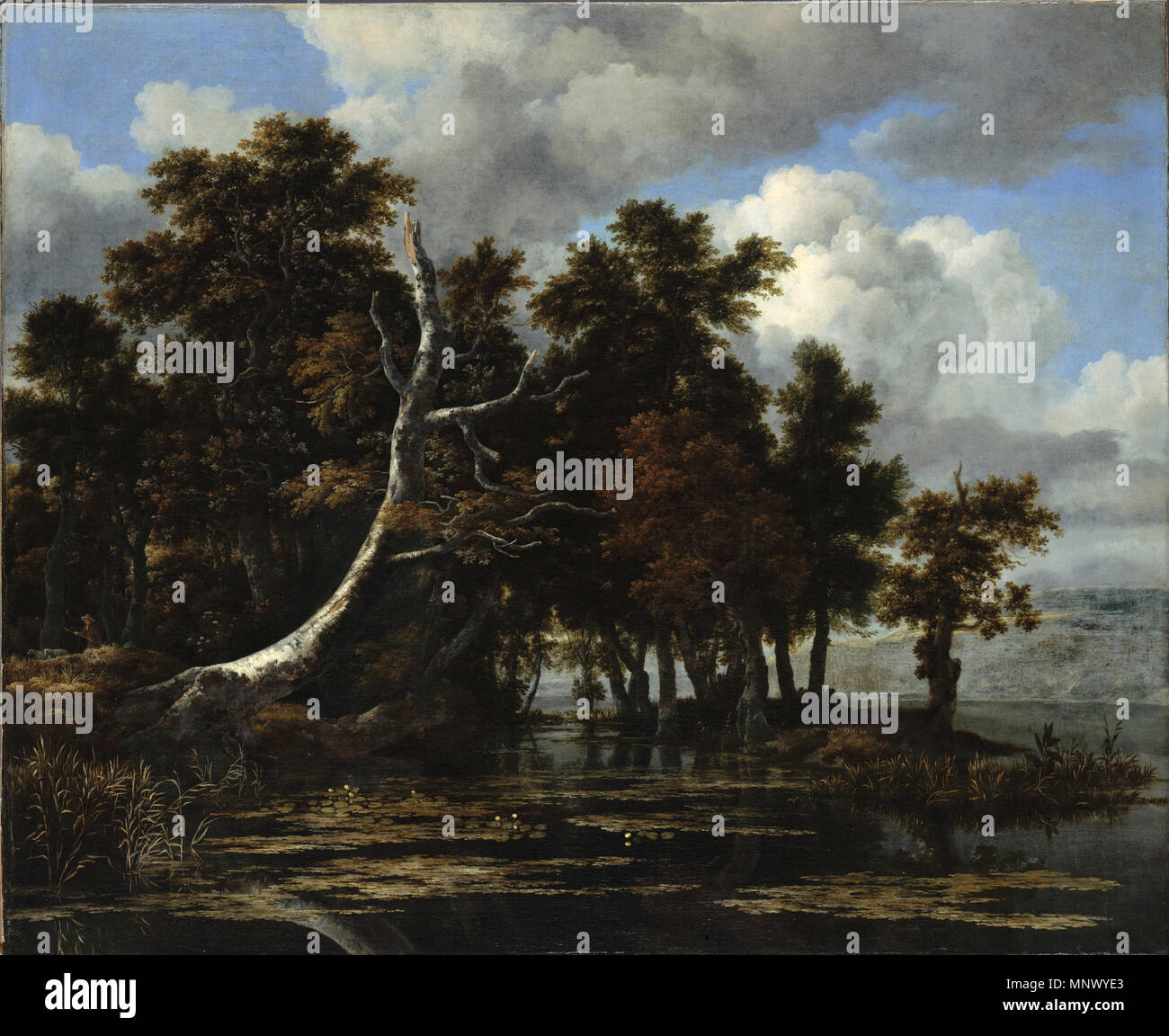 Oaks at a lake with water lilies hi-res stock photography and images ...