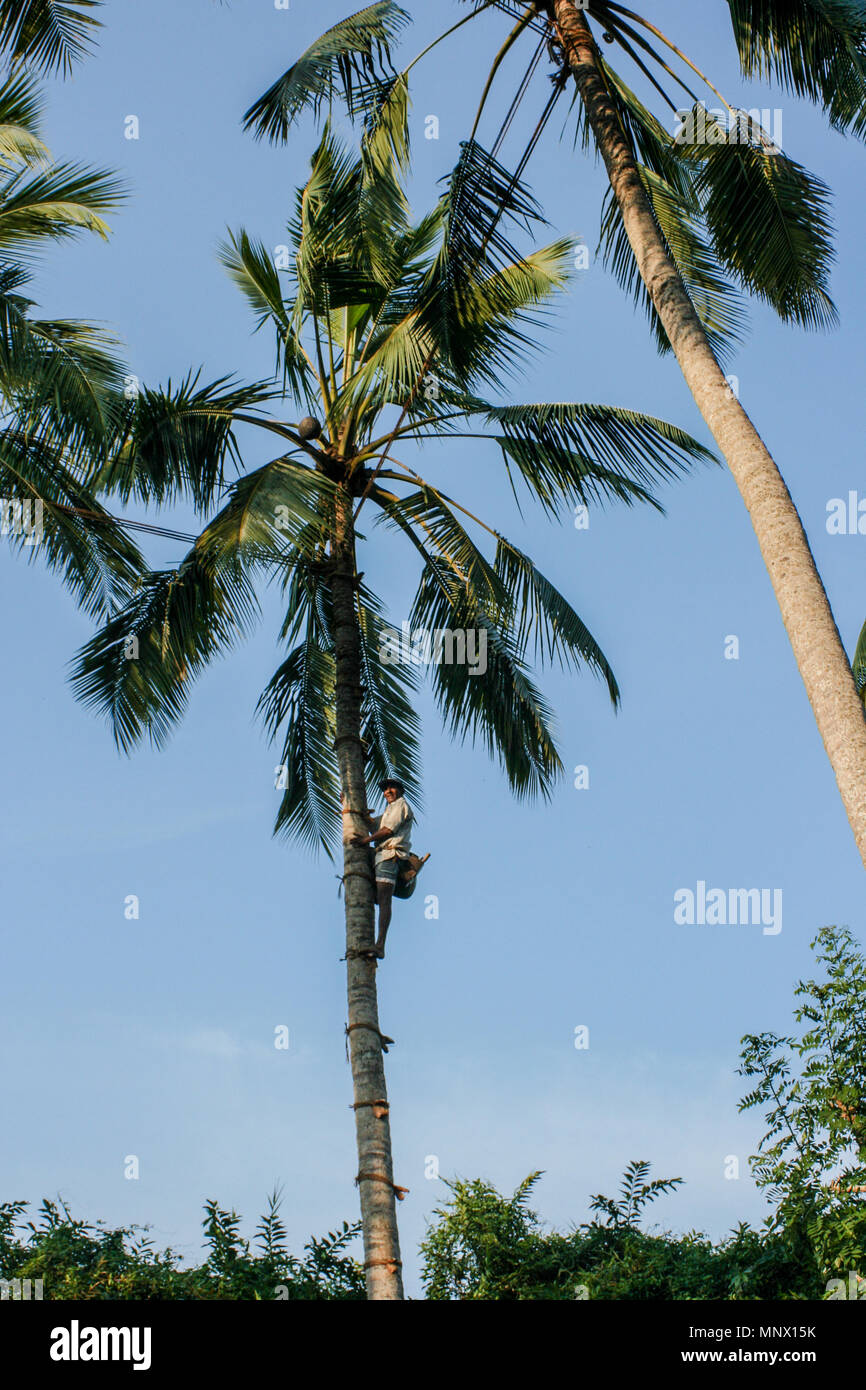 Man picking a coconut from coconut tree in Sri Lanka Stock Photo - Alamy