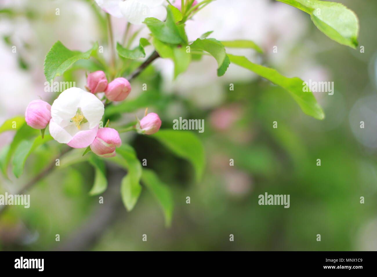 Washington apple tree hi-res stock photography and images - Alamy