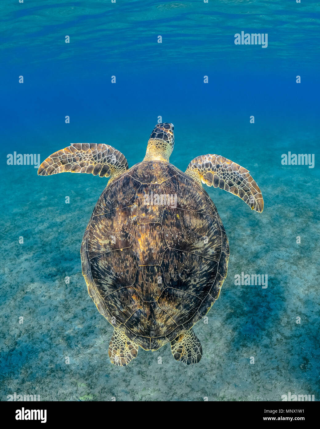 green sea turtle, Chelonia mydas, endangered species, Wadi Gimal, Marsa ...