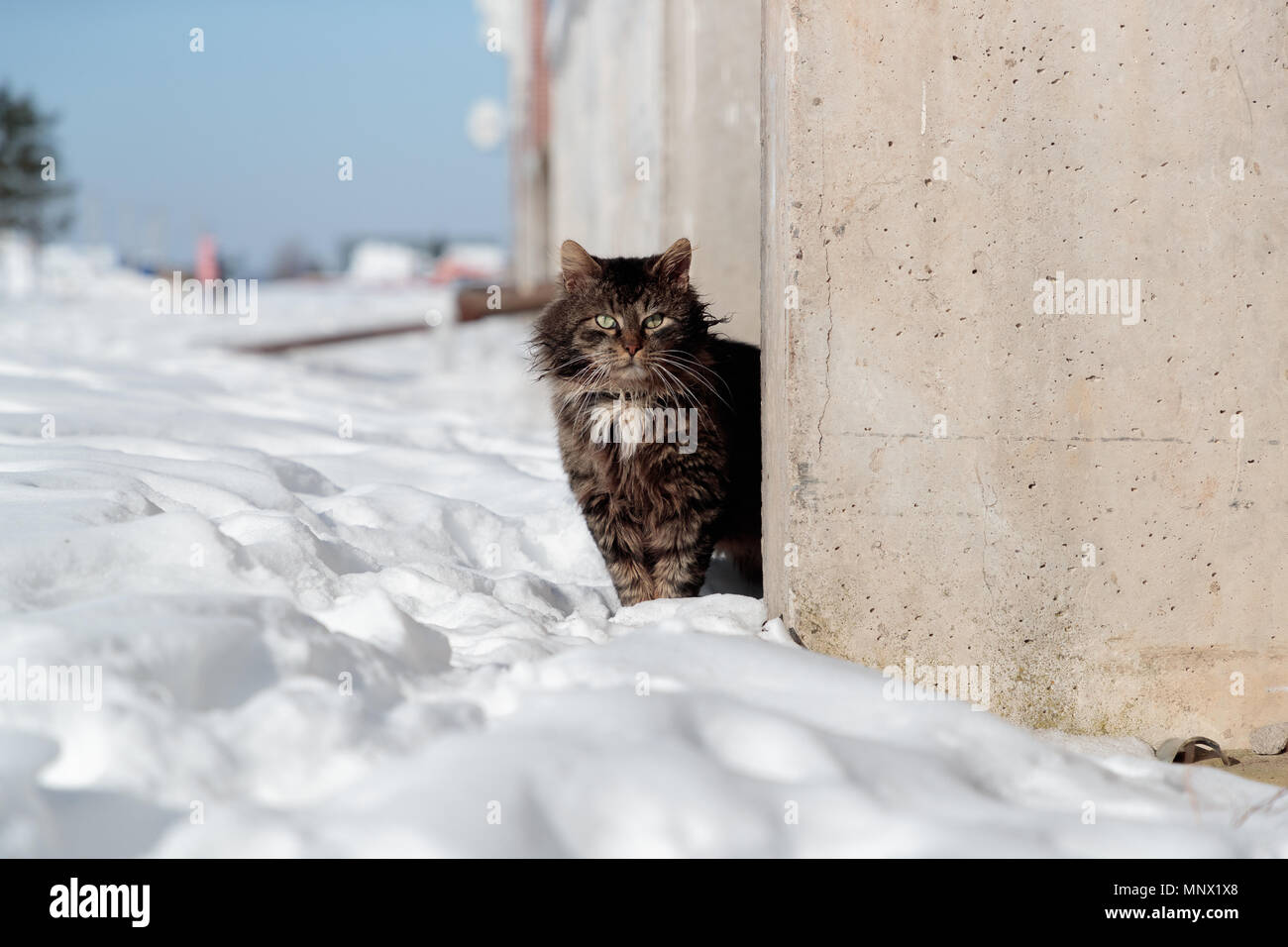 tortured and listless cat peeks out from behind the concrete fence in ...