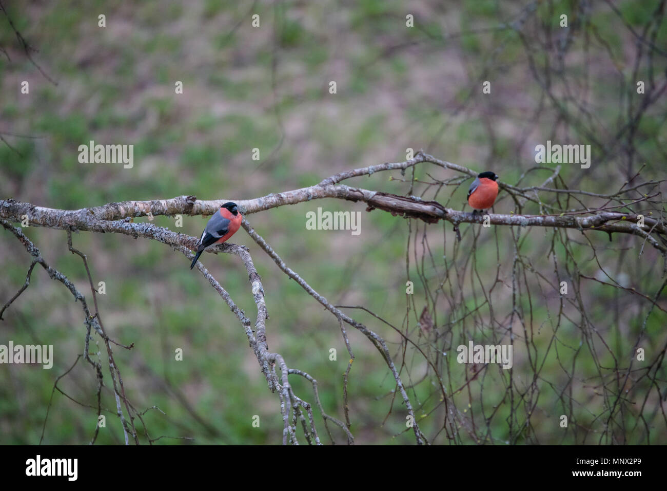 Real bullfinches hi-res stock photography and images - Alamy