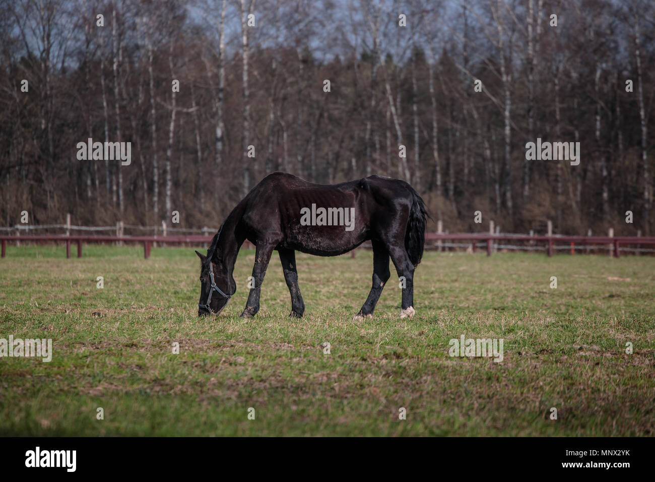 horse for a walk in the daytime Stock Photo - Alamy