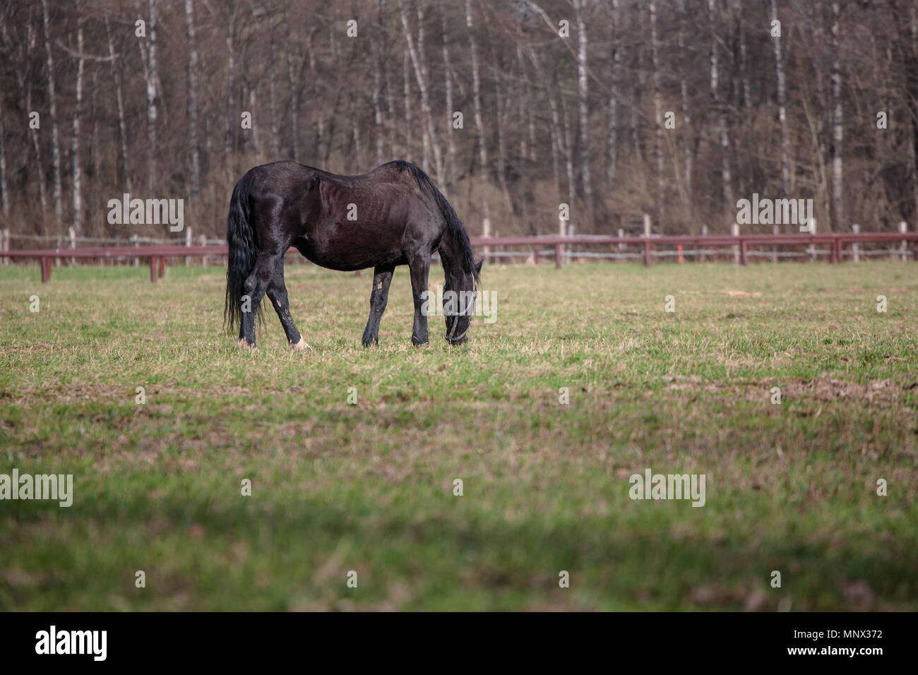 horse for a walk in the daytime Stock Photo - Alamy