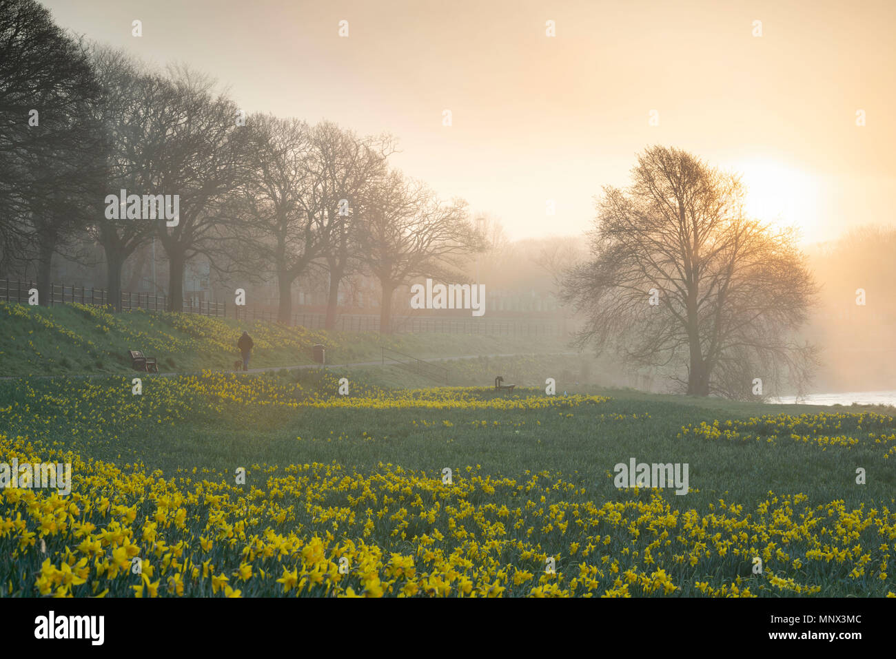 Spring daffodils on river bank hi-res stock photography and images - Alamy