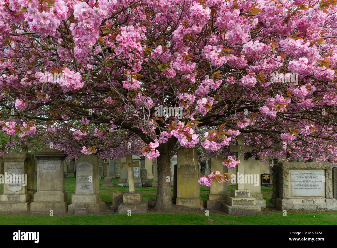 Pink Cherry Blossom in Spring Dominates the Allenvale Cemetery in ...