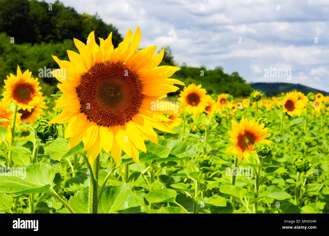 sunflower field in the mountains. lovely agricultural background. fine ...