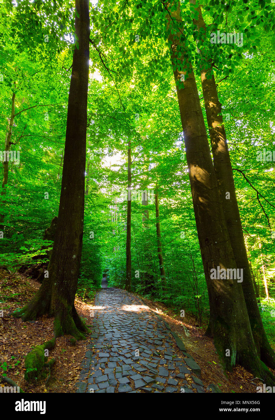 cobble stone path through forest. lovely nature scenery with tall trees ...
