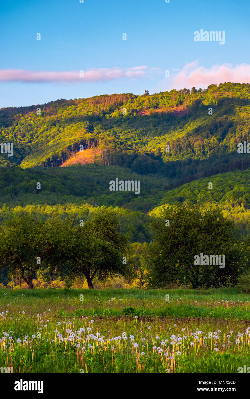 beautiful mountainous countryside at sunrise. lovely summer landscape ...