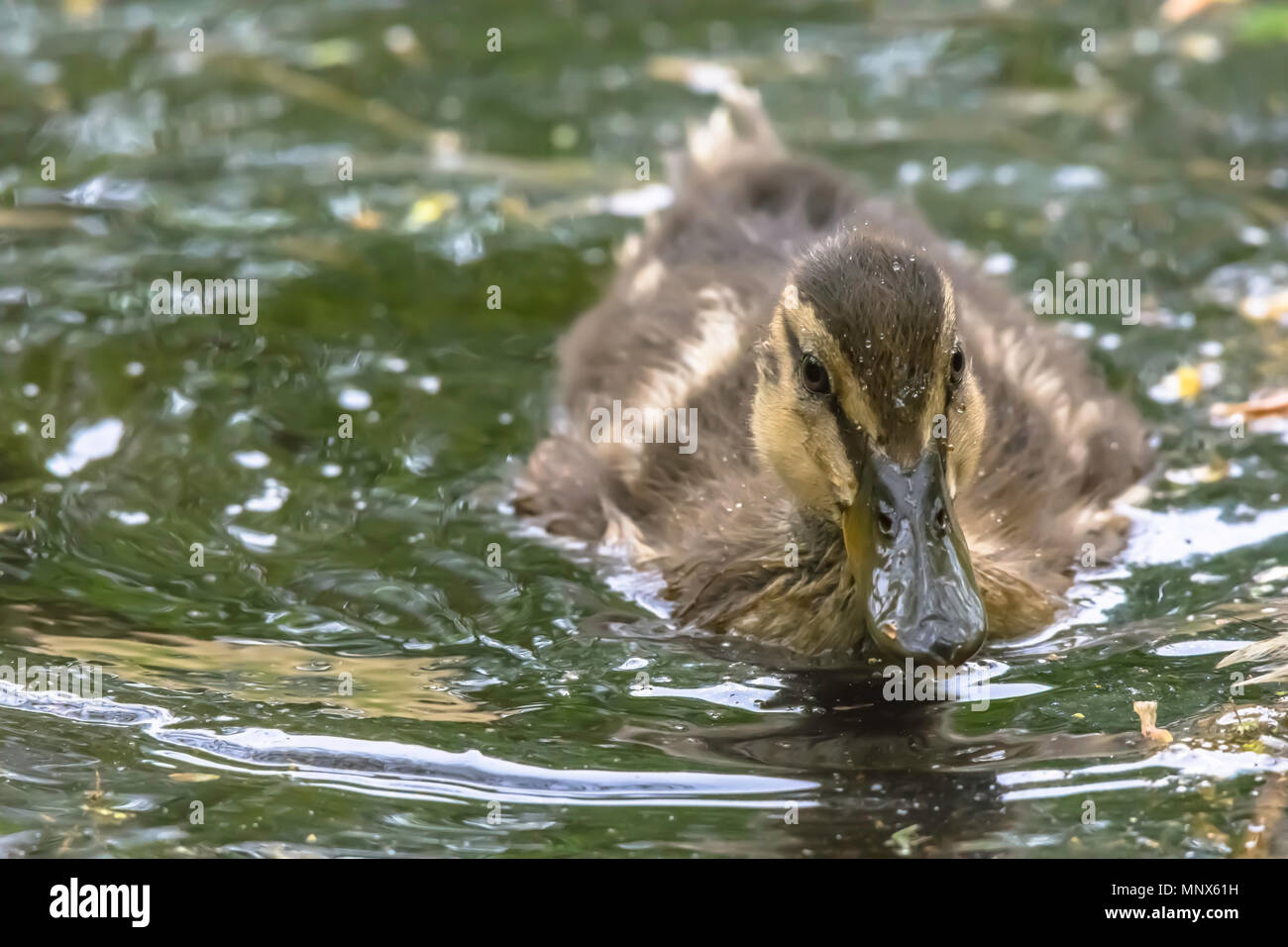 Cute duckling floating in pond,looking into camera.Nature Uk.Stuning ...